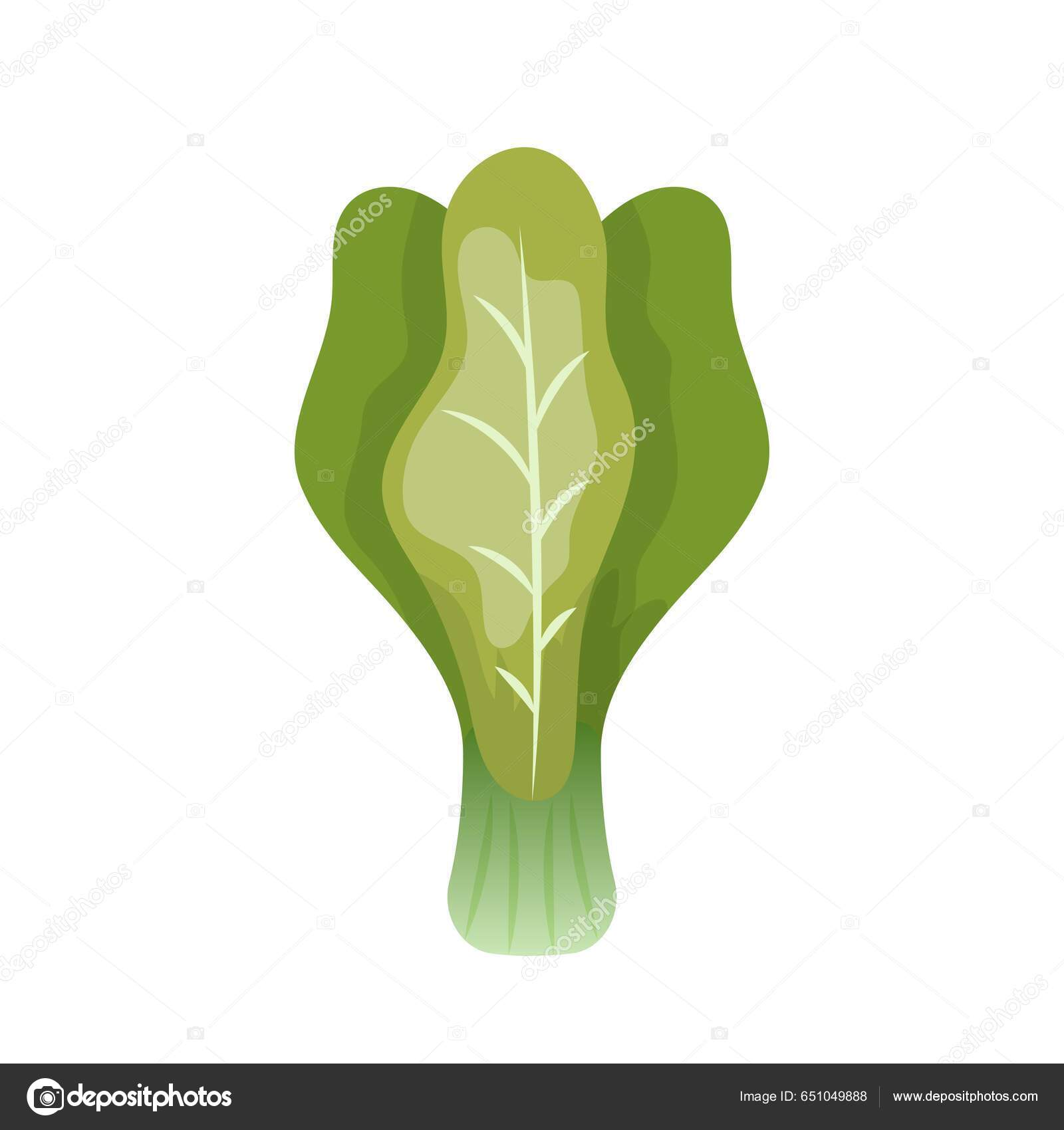 Cabbage Comic Cartoon Vector Isolated White Background Stock Vector by ...