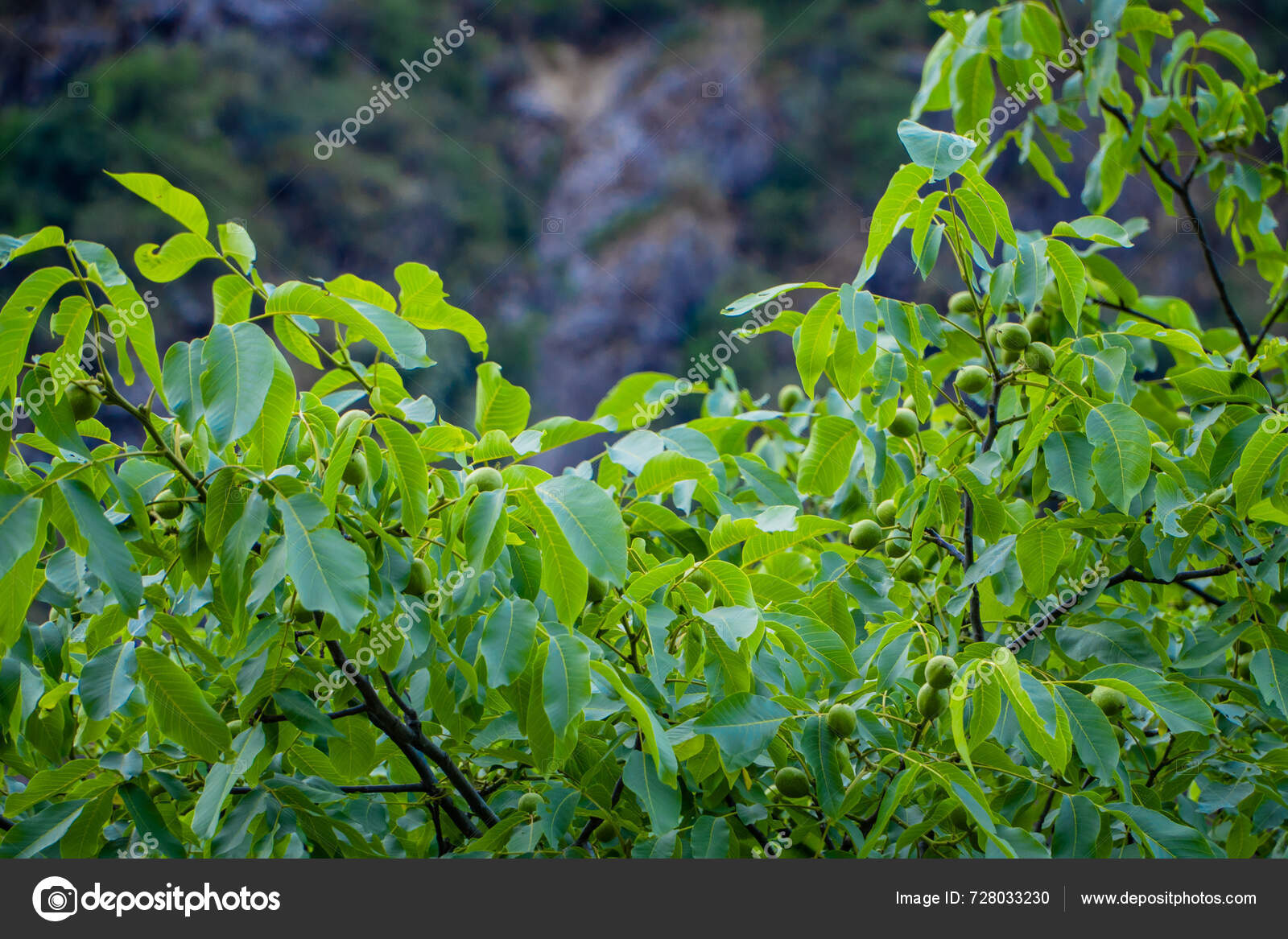 Journey Nature's Splendor Enchanting Path Hemkund Sahib — Stock Photo ...