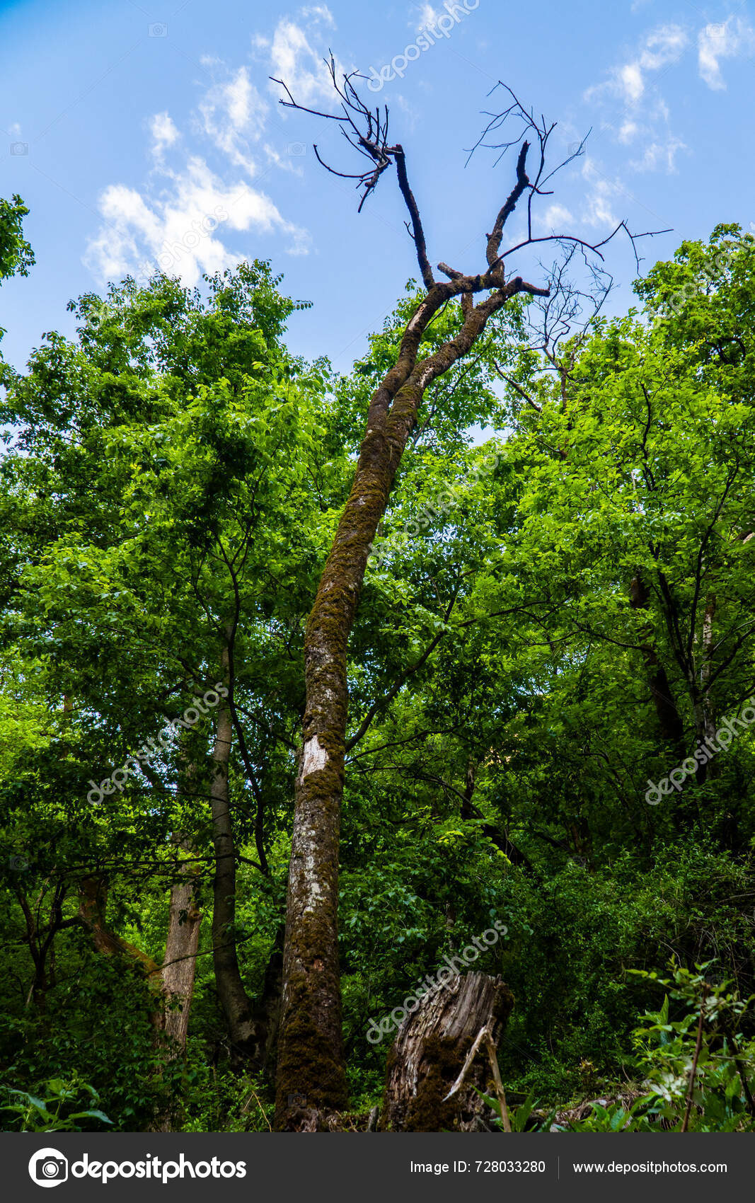 Journey Nature's Splendor Enchanting Path Hemkund Sahib — Stock Photo ...