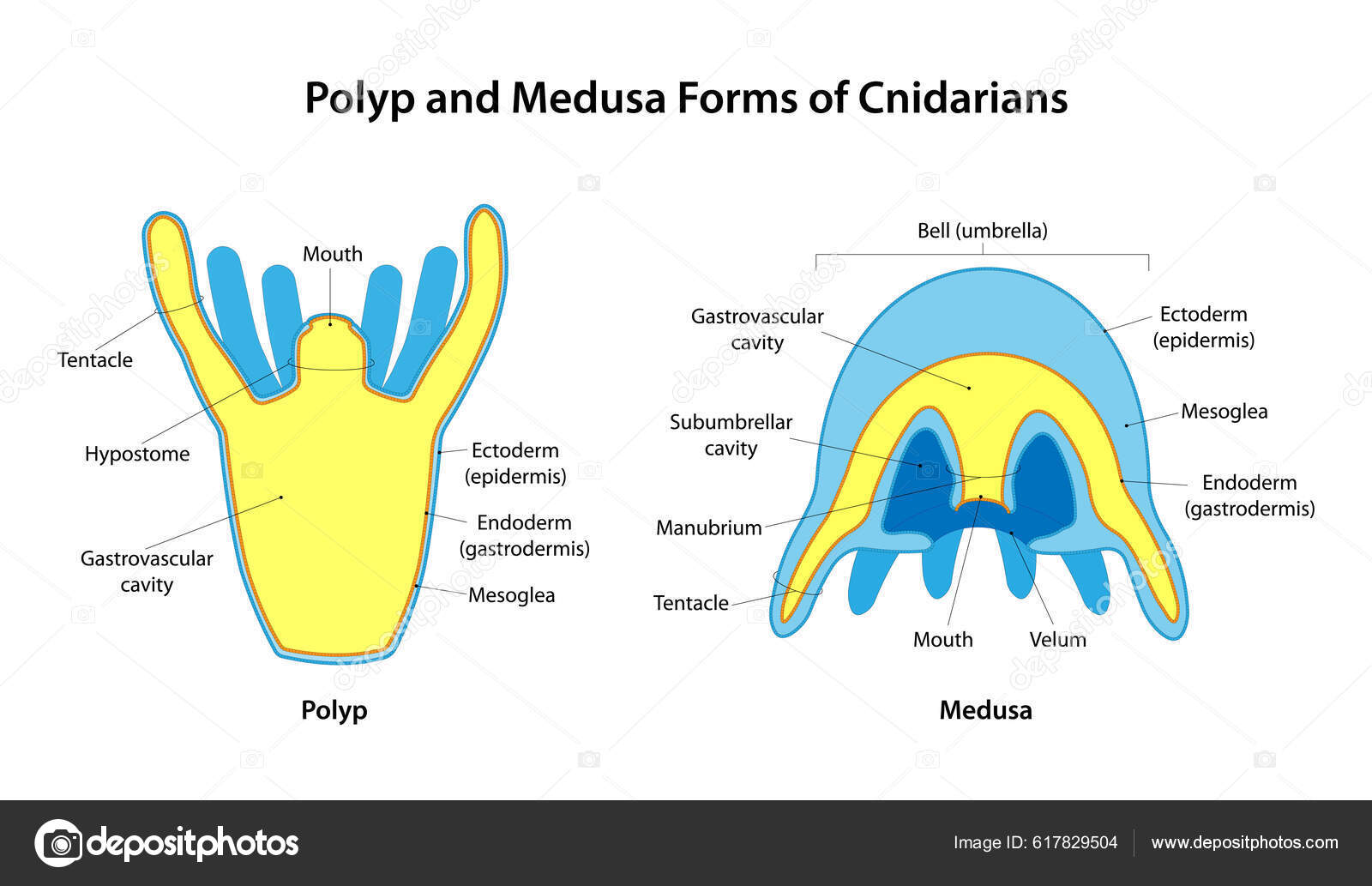 Polyp Medusa Forms Cnidarians Stock Photo by ©AStepBioMed 617829504