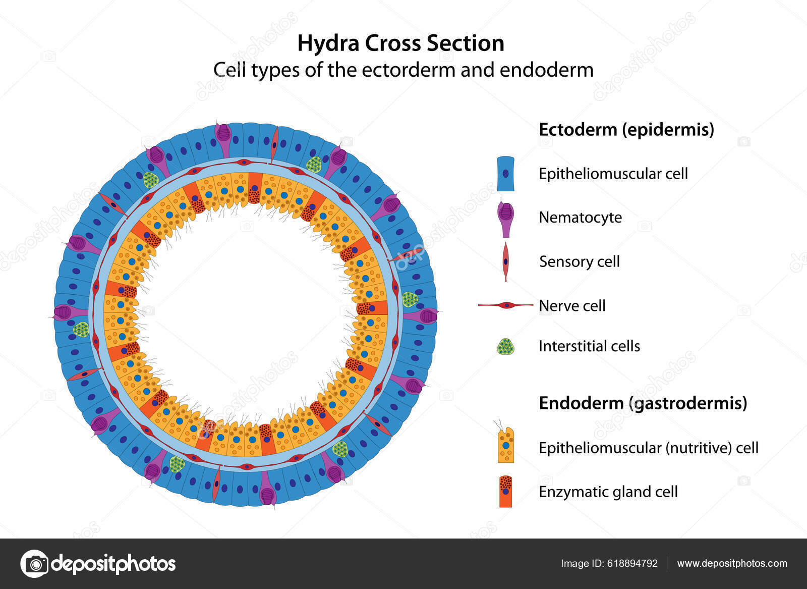 Secao Transversal Da Hidra