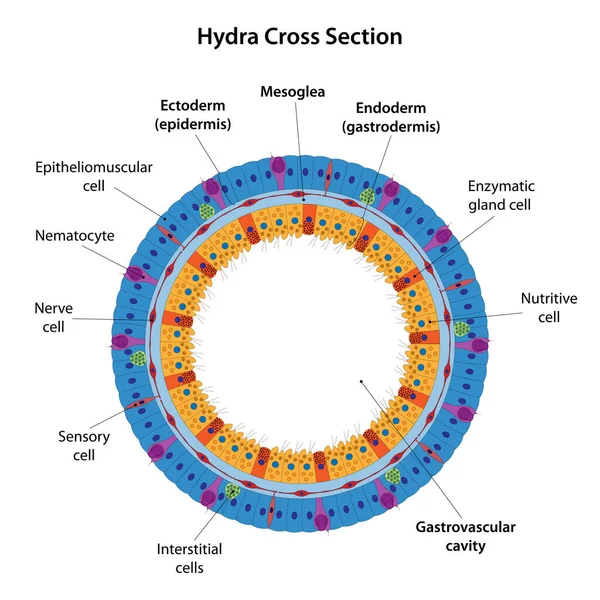 Secao Transversal Da Hidra