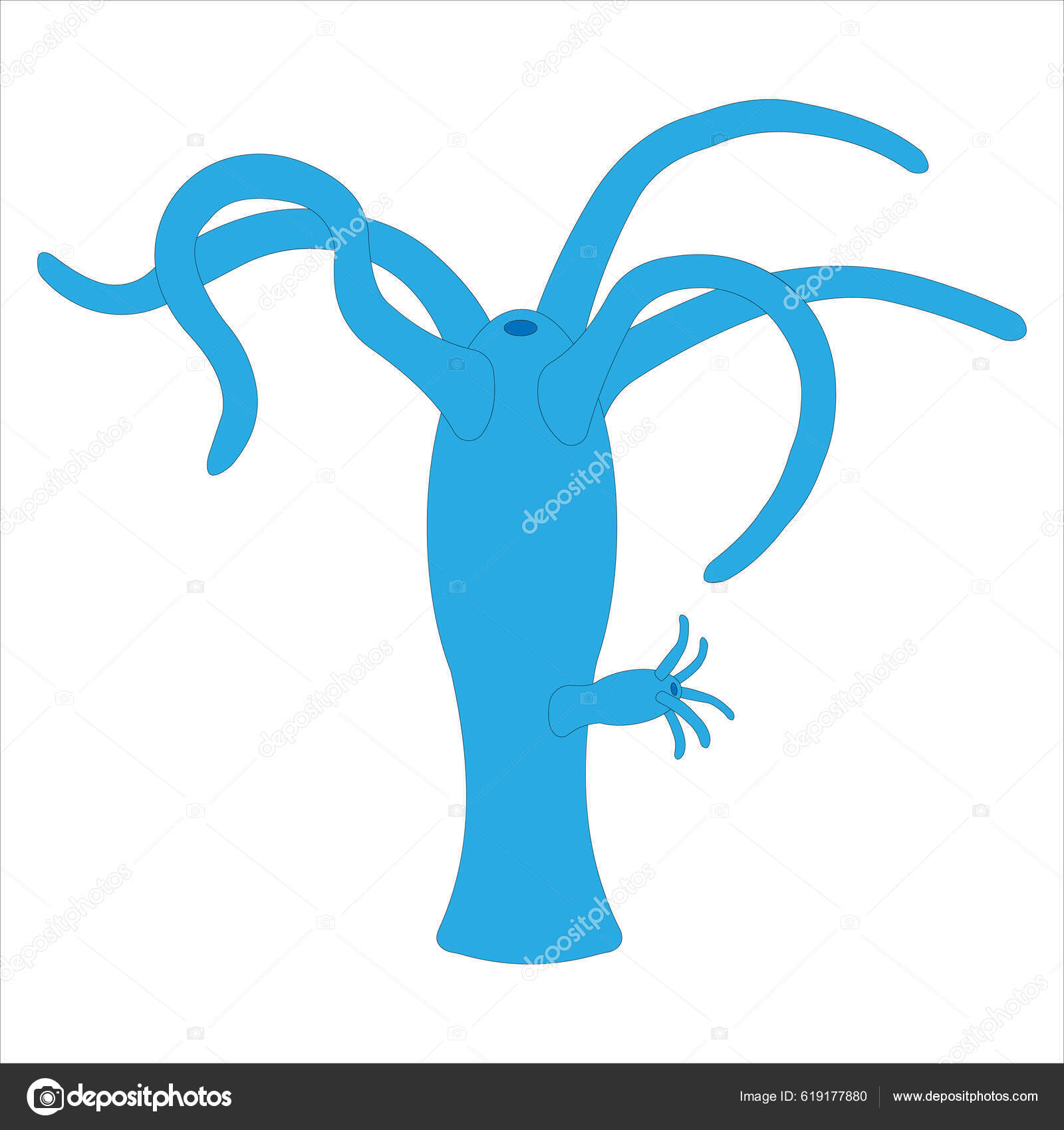 Hydra Budding Animation