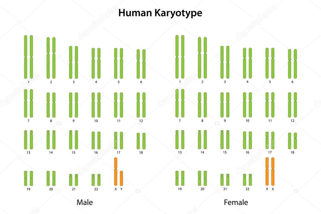 Cariotipo humano (masculino y femenino) 2023