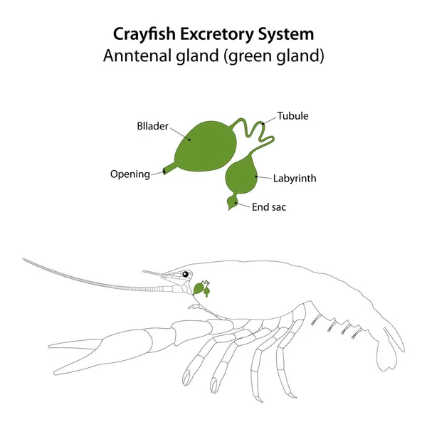 Crayfish Digestive System
