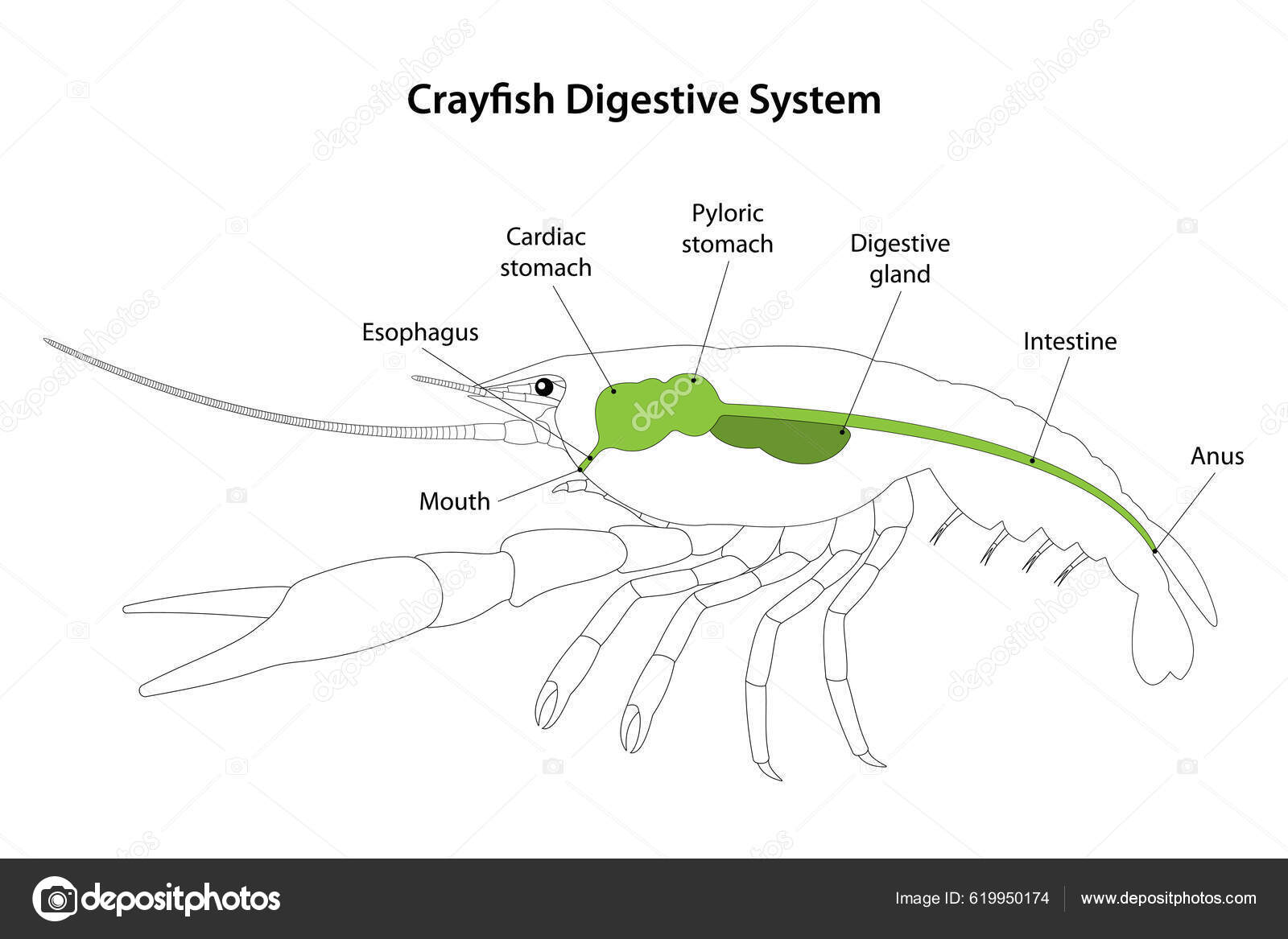 Crayfish Internal Anatomy Dorsal