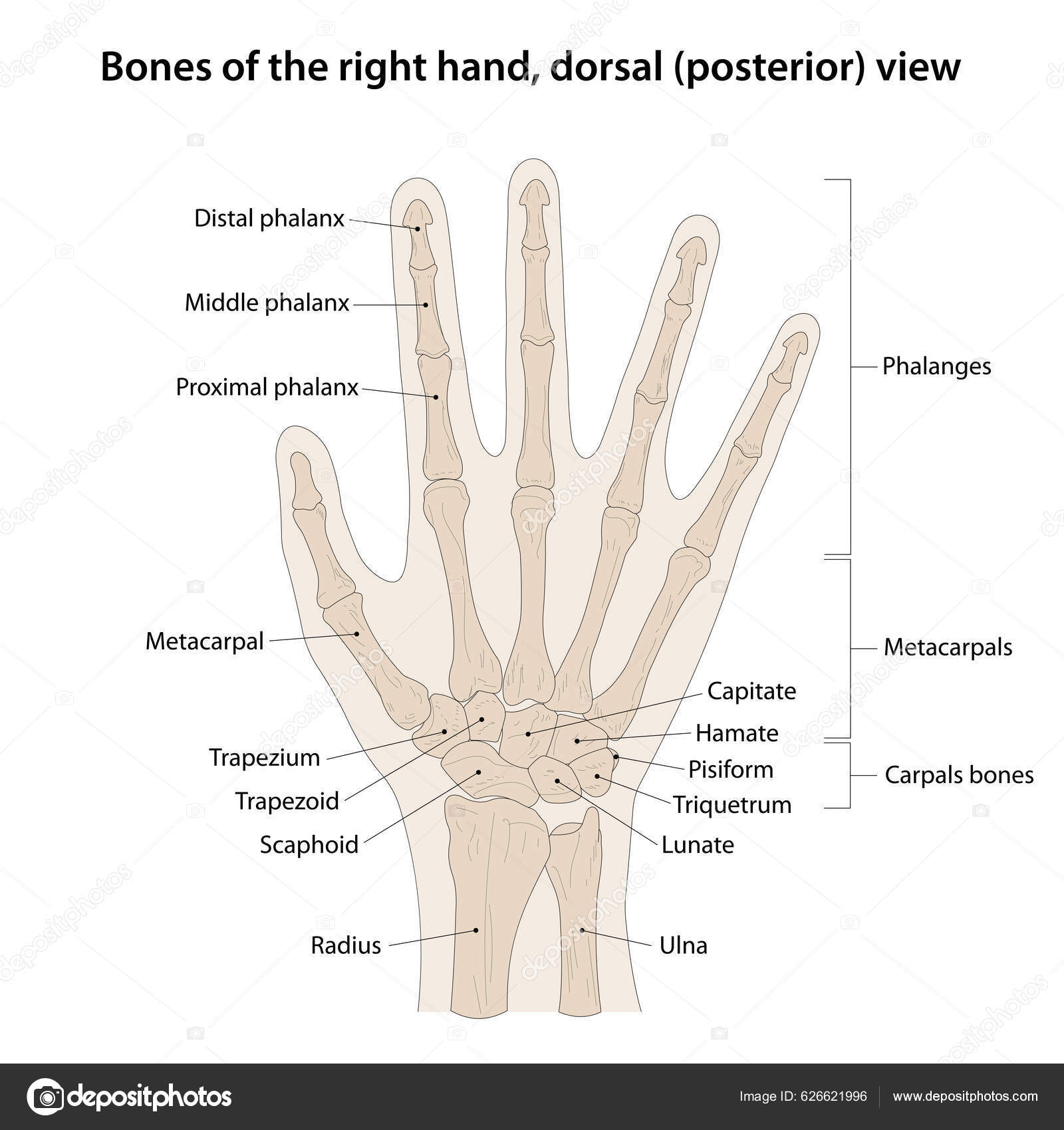 Huesos Mano Derecha Vista Dorsal Posterior vector, gráfico vectorial ...