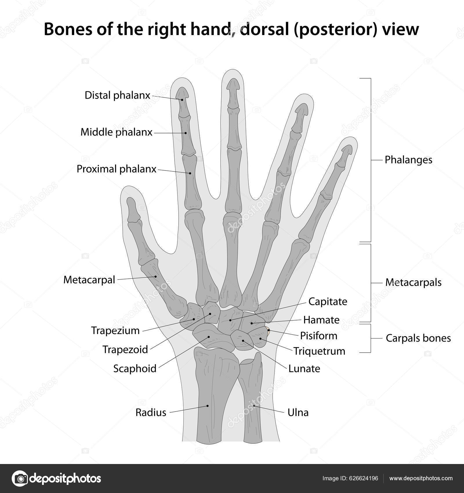 Knochen Der Rechten Hand Dorsale Hintere Ansicht Stock-Vektorbild von ...