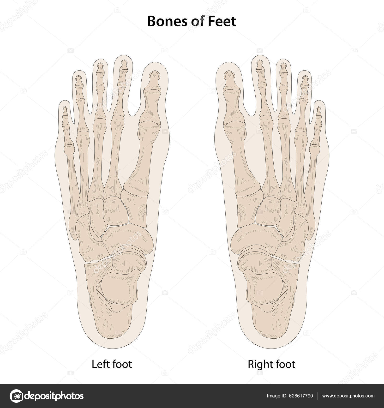 Des Pieds Vue Dorsale Postérieure Stock Vector by ©AStepBioMed 628617790