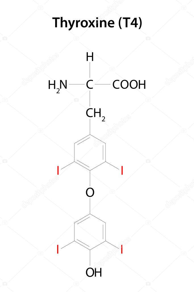 Tiroxina (T4). Una de las dos hormonas principales secretadas por la ...