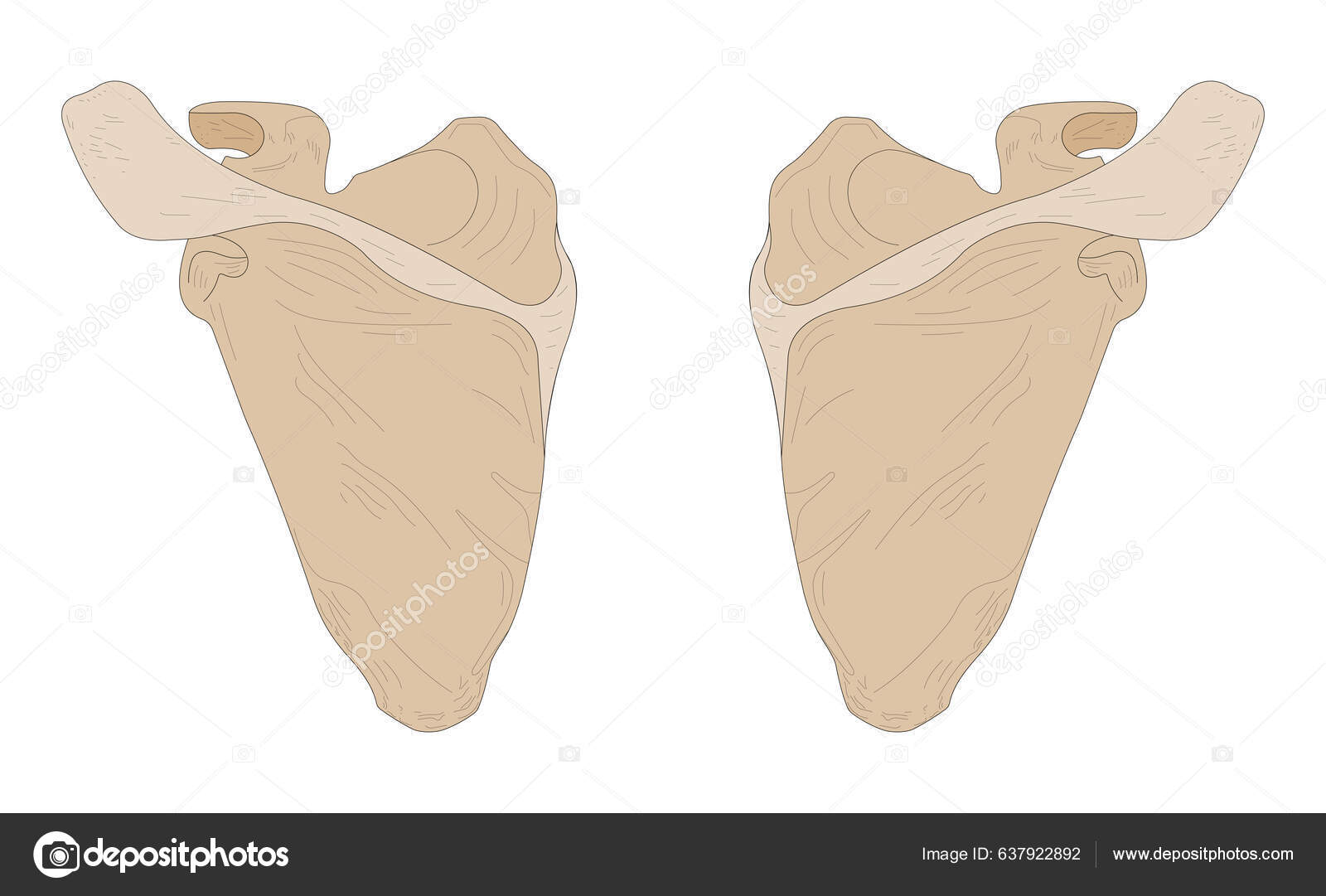 Left Scapula Right Scapula Posterior Dorsal View Stock Vector Image by ...