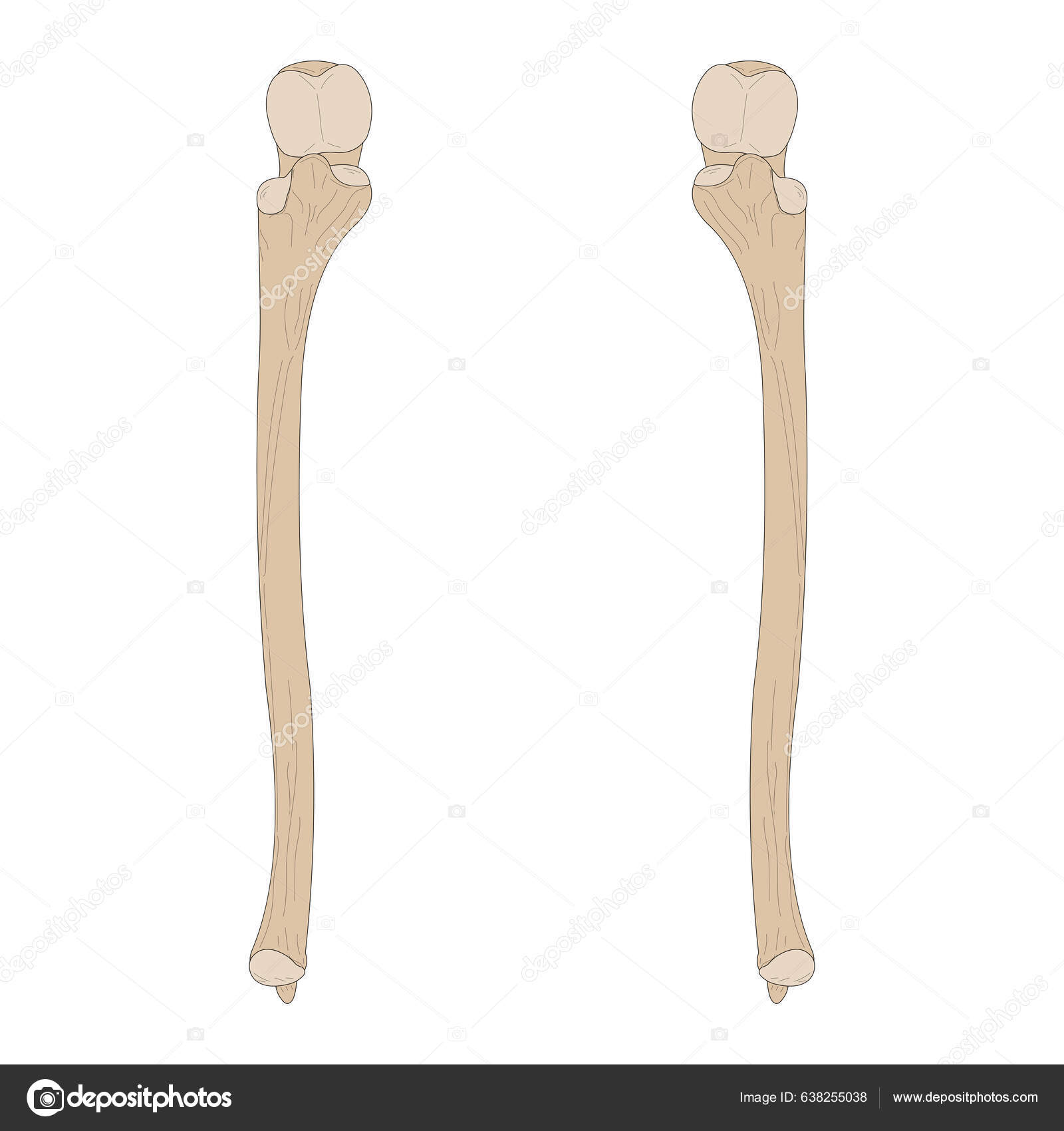 Left Ulna Vs Right Ulna