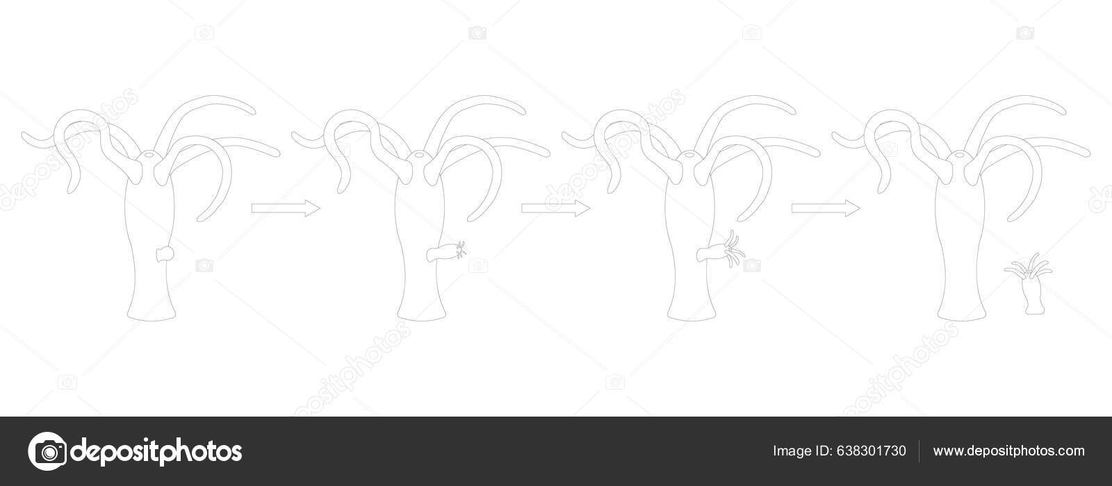 Hydra Budding Asexual Reproduction Black White Illustration Vector