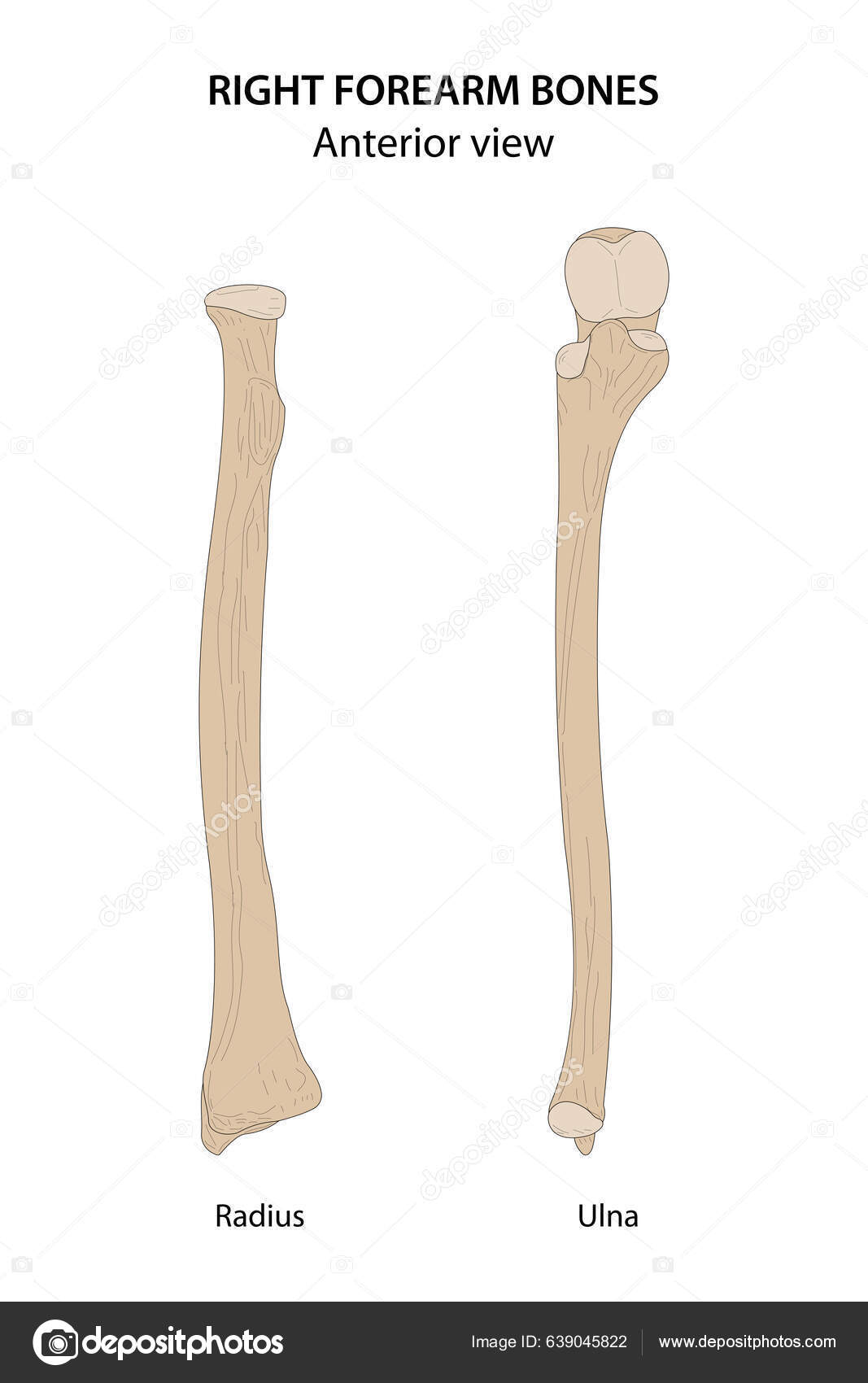 Right Forearm Bones Radius Ulna Anterior View Stock Illustration by ©AStepBioMed #639045822
