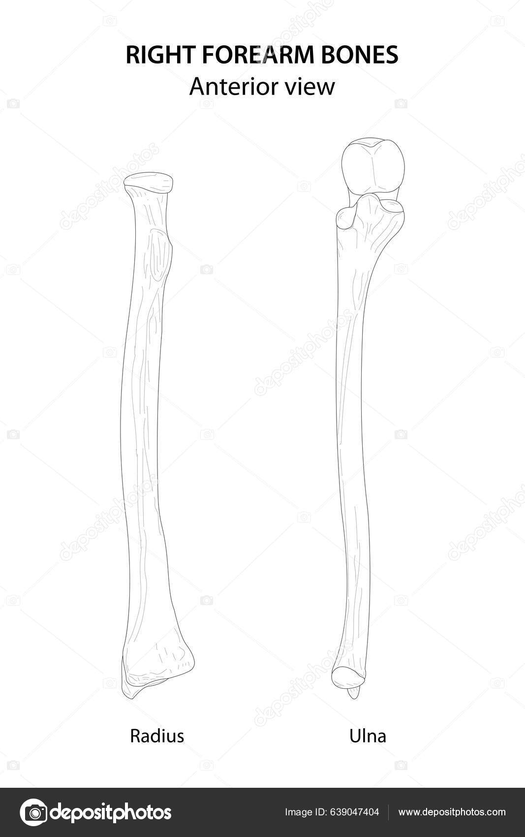 Right And Left Radius And Ulna