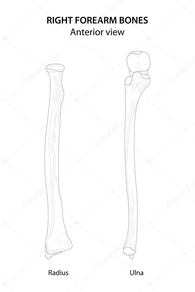 Right forearm bones (Radius and Ulna). Anterior view. Black and white ...