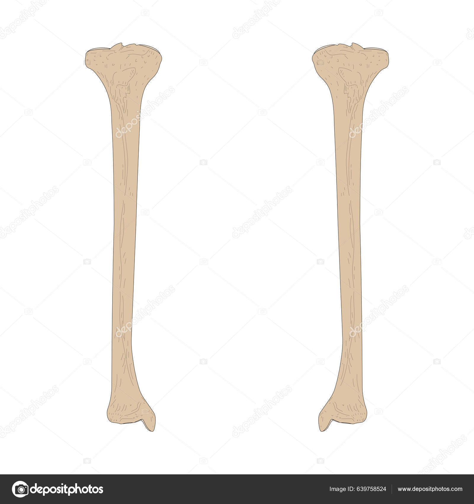Bones Human Skeleton Tibia Right Leg Tibia Left Leg Anterior — Stock ...
