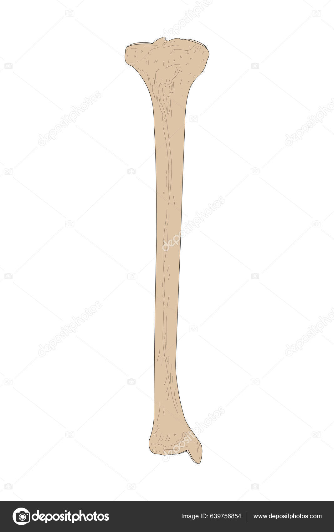 Tibia Right Leg Anterior Ventral View Vector de stock por ©AStepBioMed ...