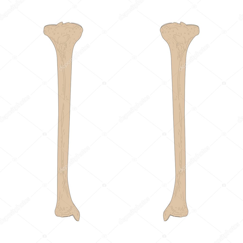 Huesos del esqueleto humano. The Tibia of the Right Leg and The Tibia ...