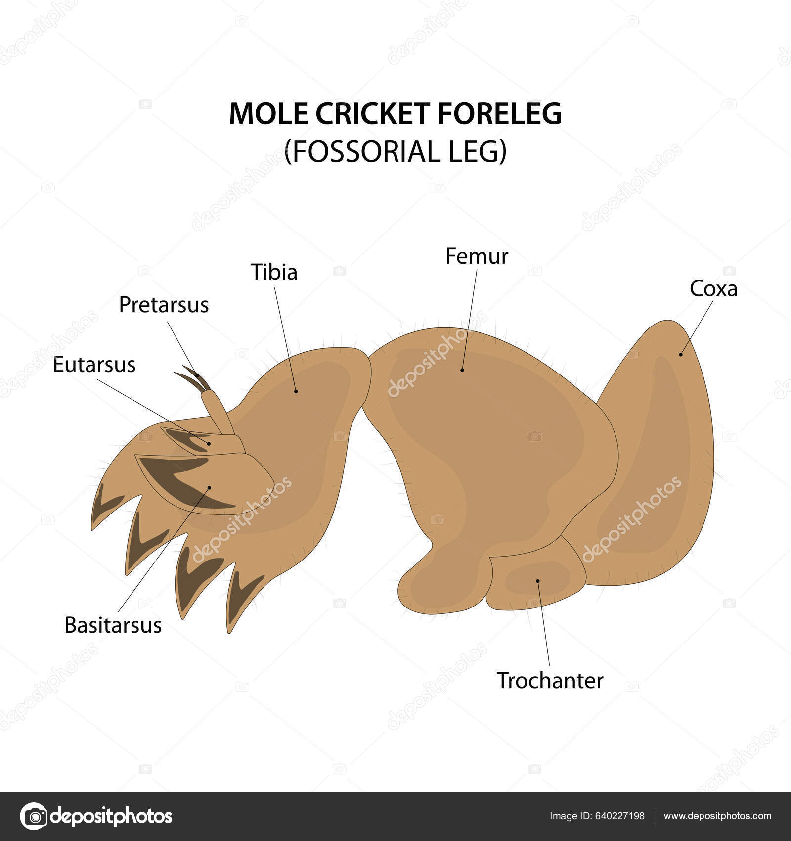 Mole Cricket Foreleg Fossorial Leg Stock Illustration by ©AStepBioMed ...