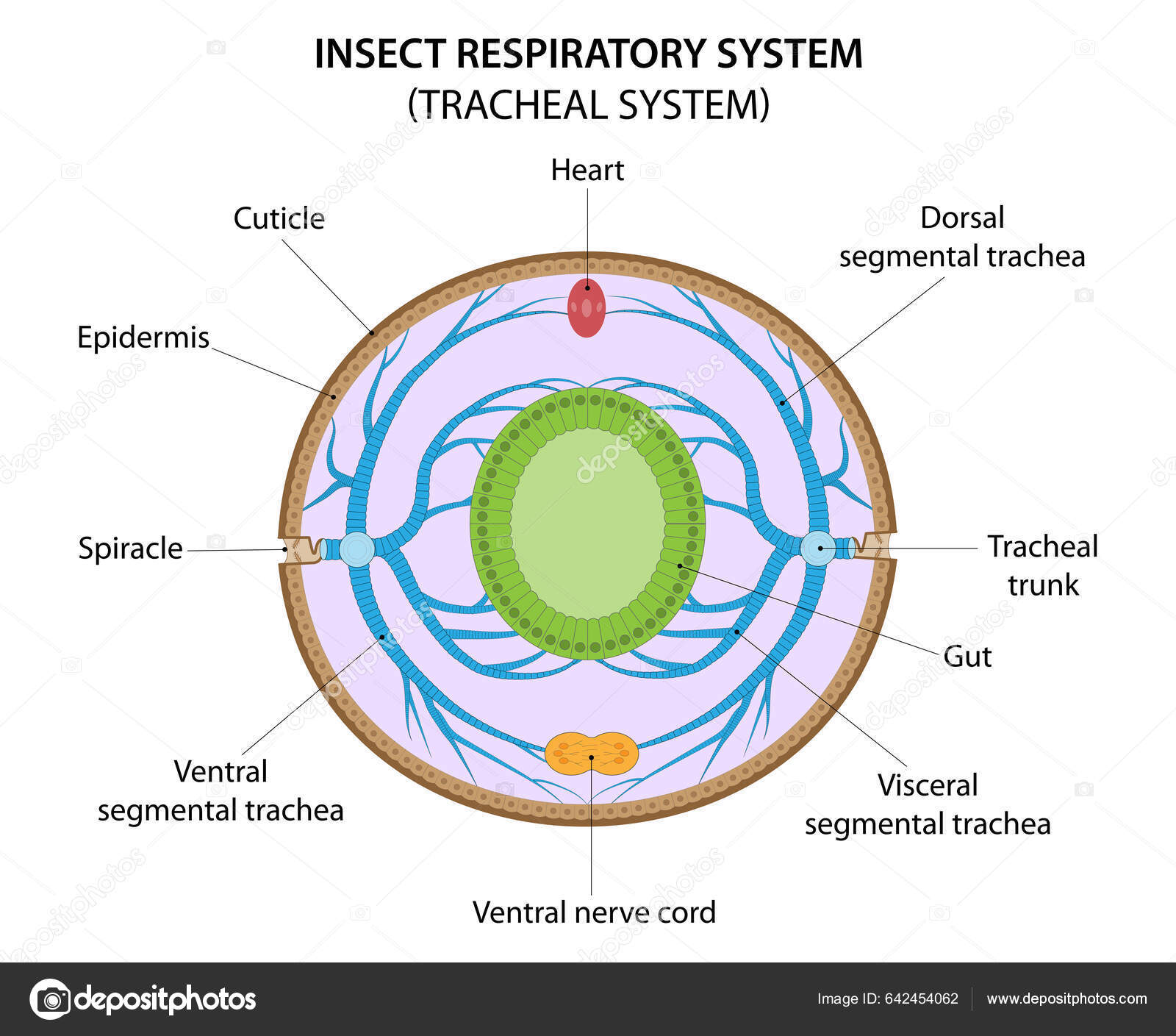 Insect Respiratory System Tracheal System Cross Section Abdomen ...