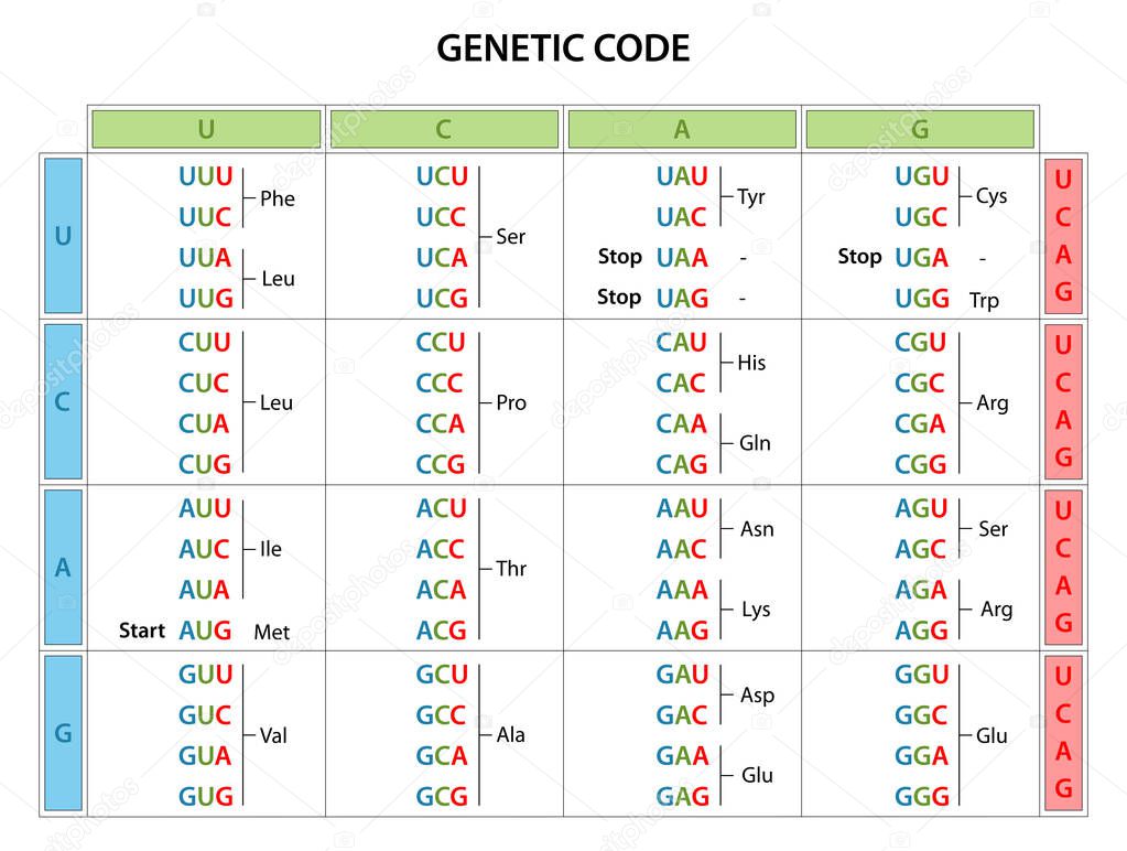 The genetic code table. The full set of relationships between codons ...