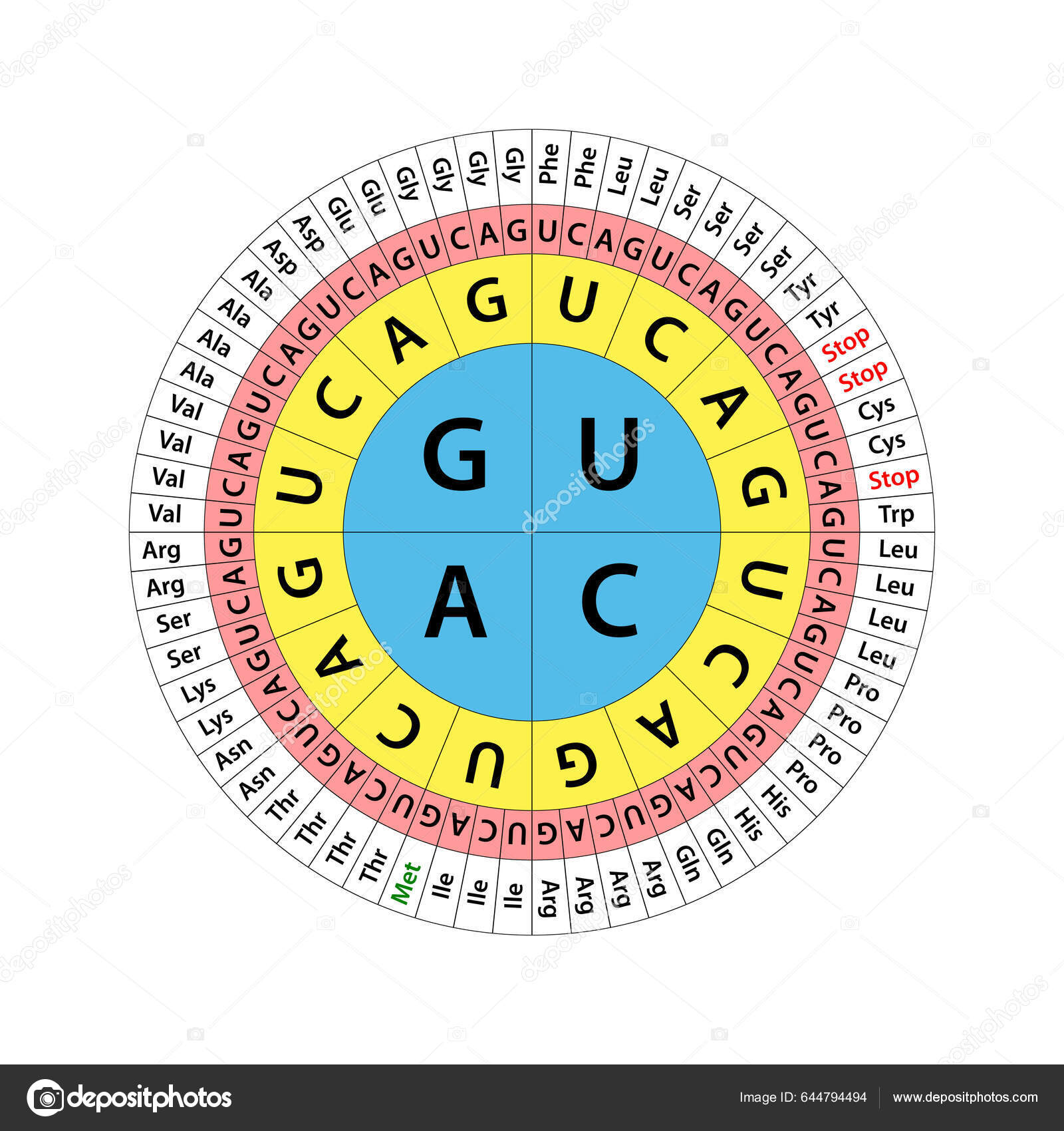 Genetisk Kod Diagrammet Den Fullständiga Uppsättningen Relationer ...
