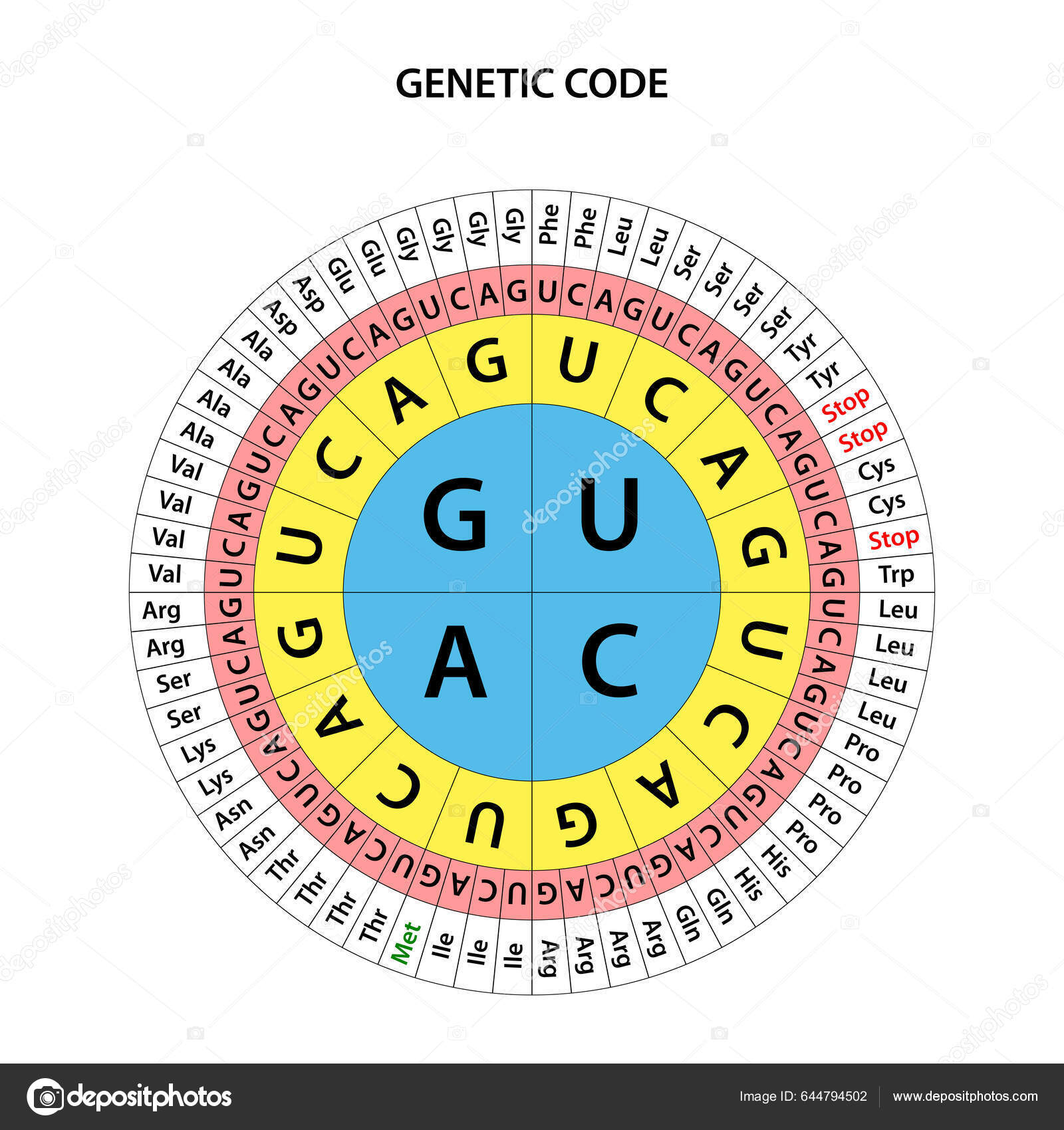 Genetic Code Chart Full Set Relationships Codons Amino Acids Stock ...