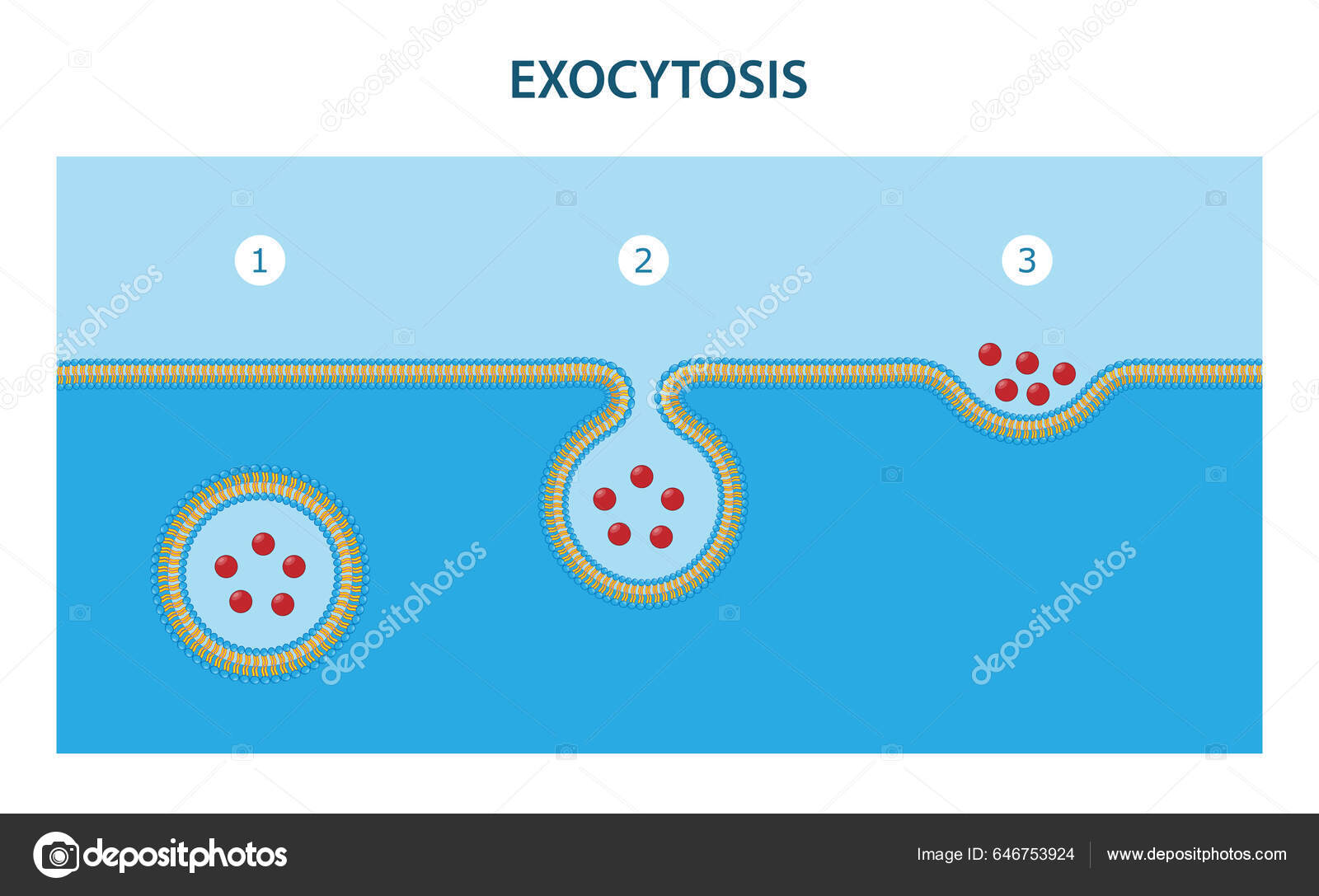 Example Of Exocytosis