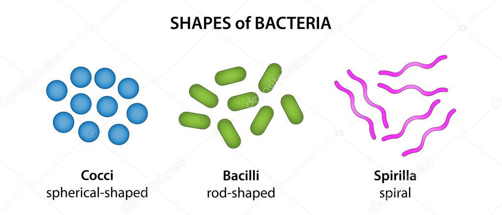 Las tres formas básicas de bacterias 2023