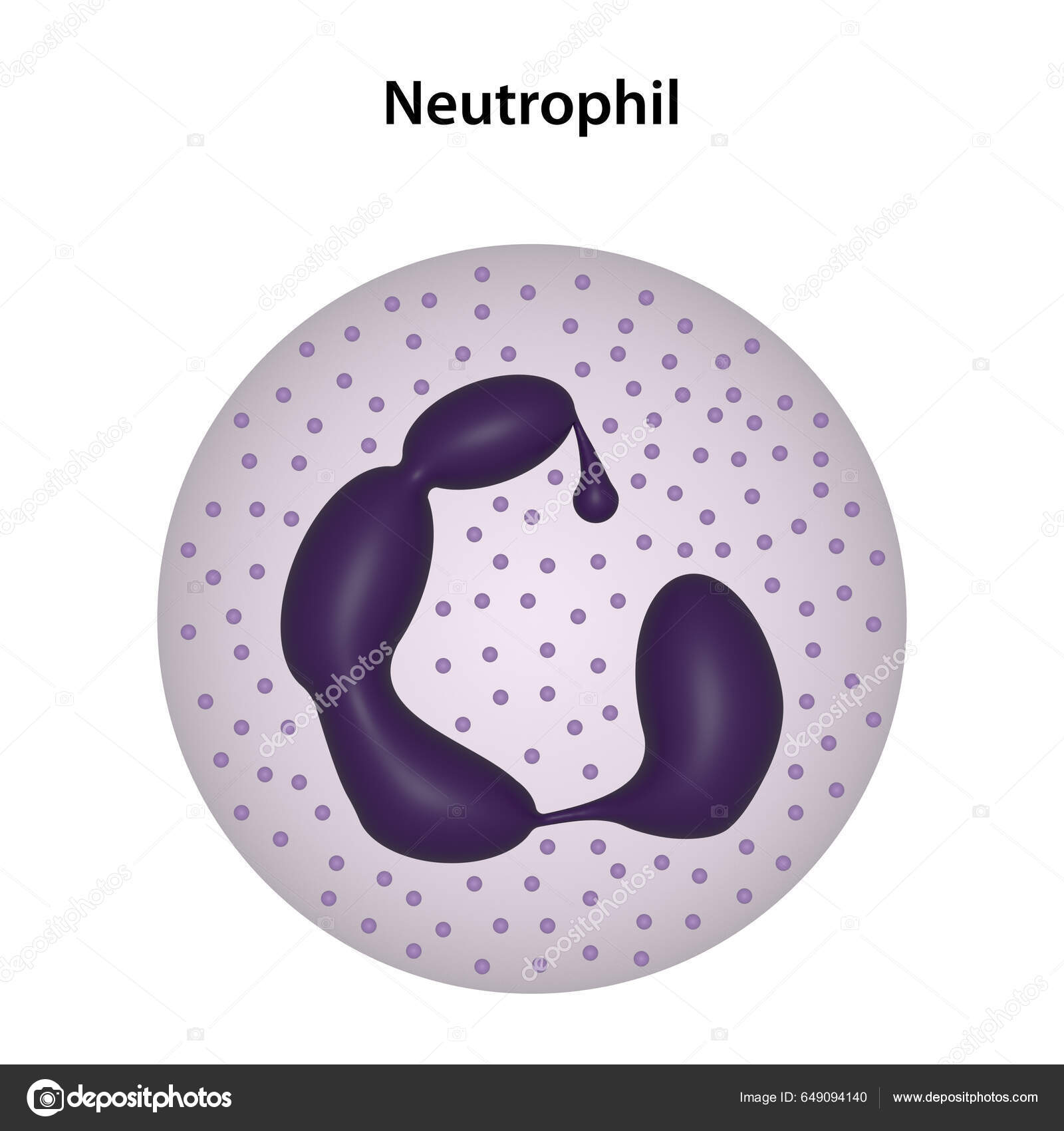 Neutrophil Type White Blood Cell Leukocyte Stock Photo by ©AStepBioMed ...