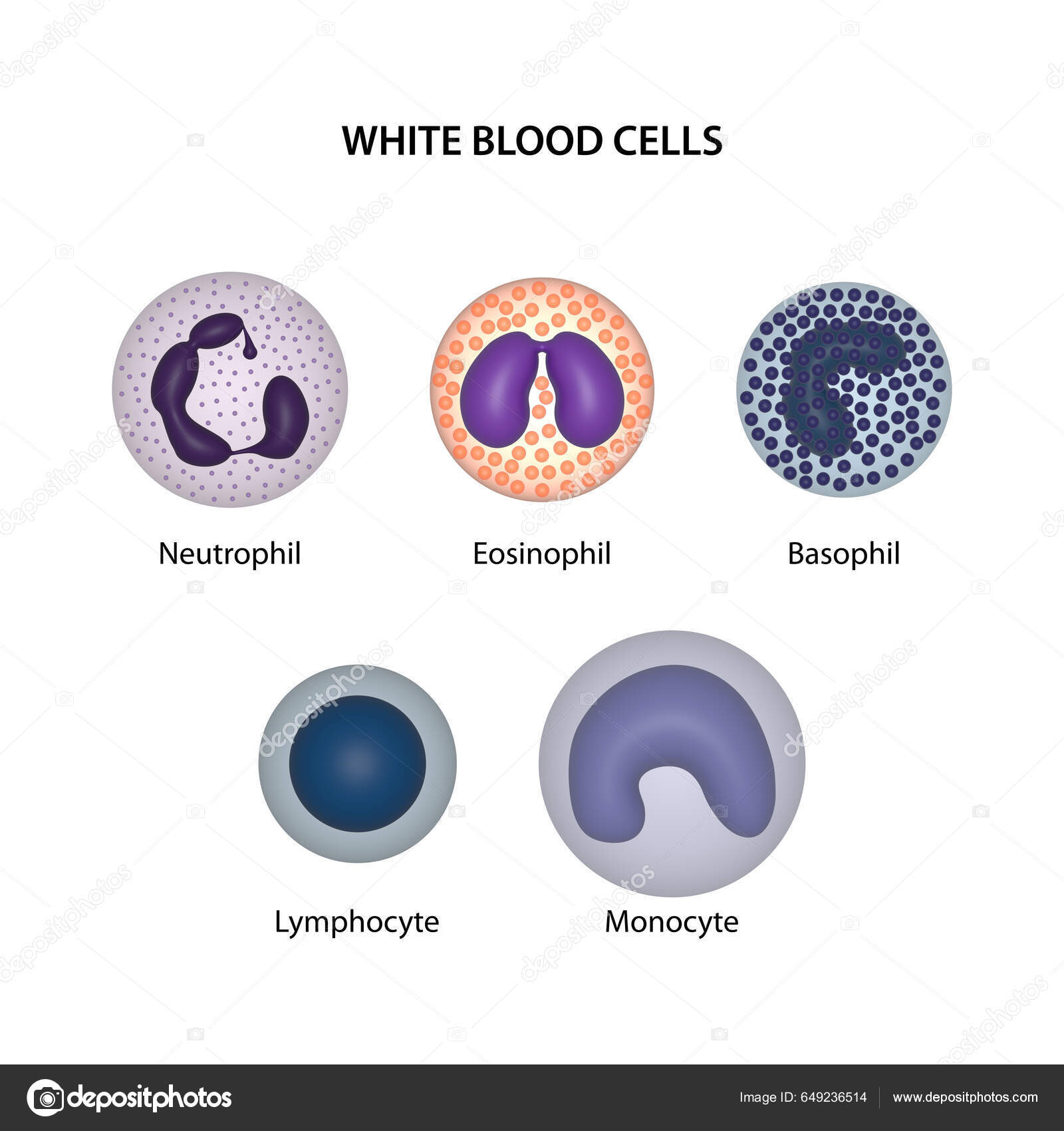 Bílé Krvinky Wbc Nebo Leukocyty Neutrofil Eozinofil Bazofil Lymfocyty ...