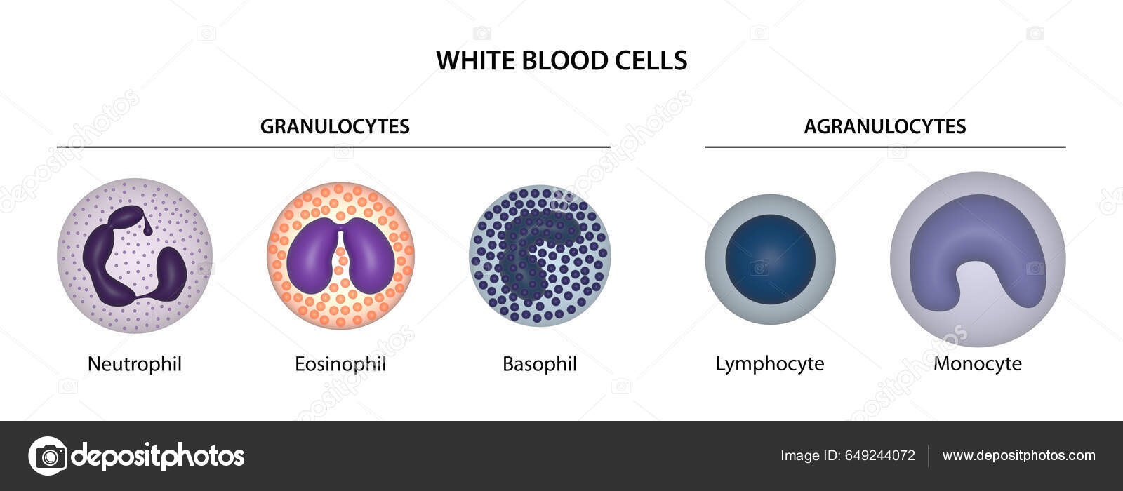 Glóbulos Blancos Leucocitos Granulocitos Neutrófilos Eosinófilos Basófilos Agranulocitos ...