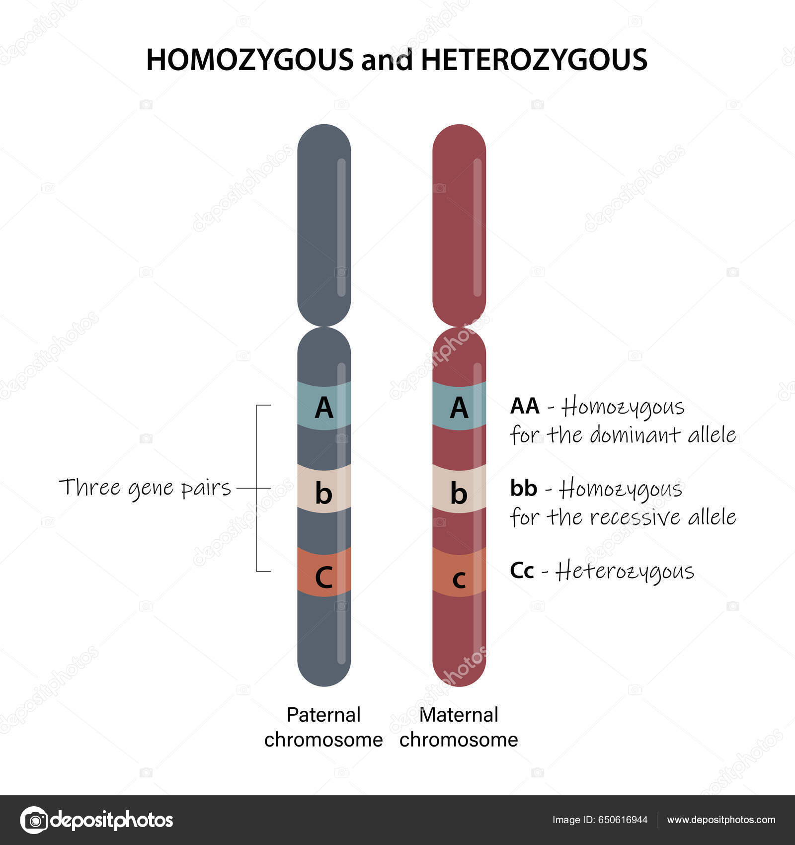 Homocigoto Heterocigoto Comparación Cromosomas Homólogos Stock Vector ... Homocigoto Heterocigoto Comparación Cromosomas Homólogos Stock Vector ...