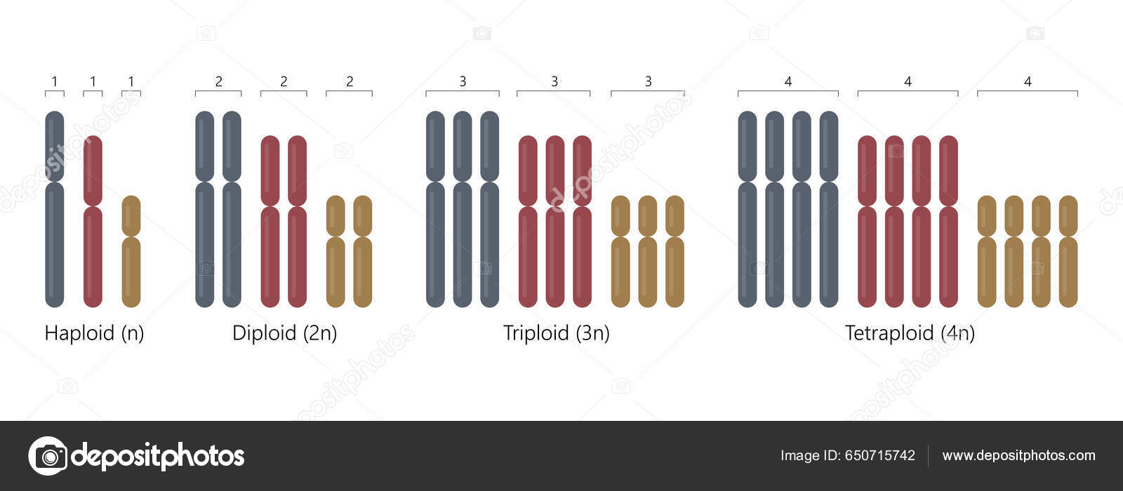 Picture Of Diploid