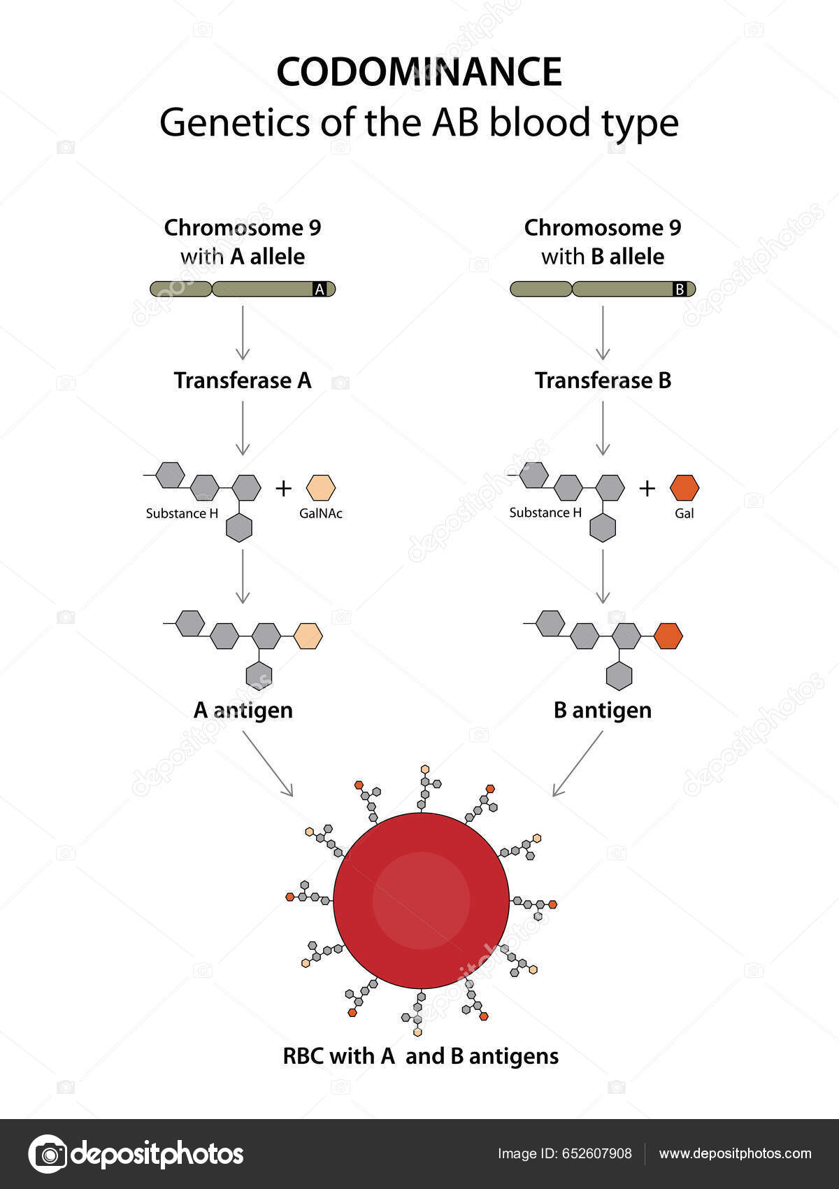 Codominance Type Blood Example Codominance Humans People Blood Type ... Codominance Type Blood Example Codominance Humans People Blood Type ...
