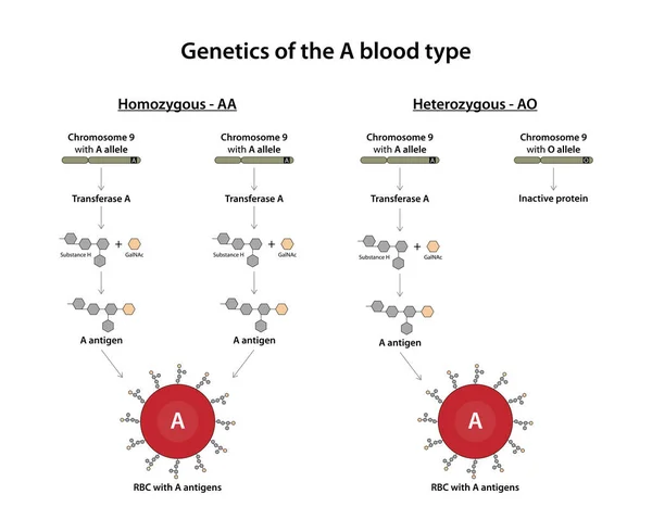 Blood Typing Abo Blood Types Stock Vector by ©AStepBioMed 606538382