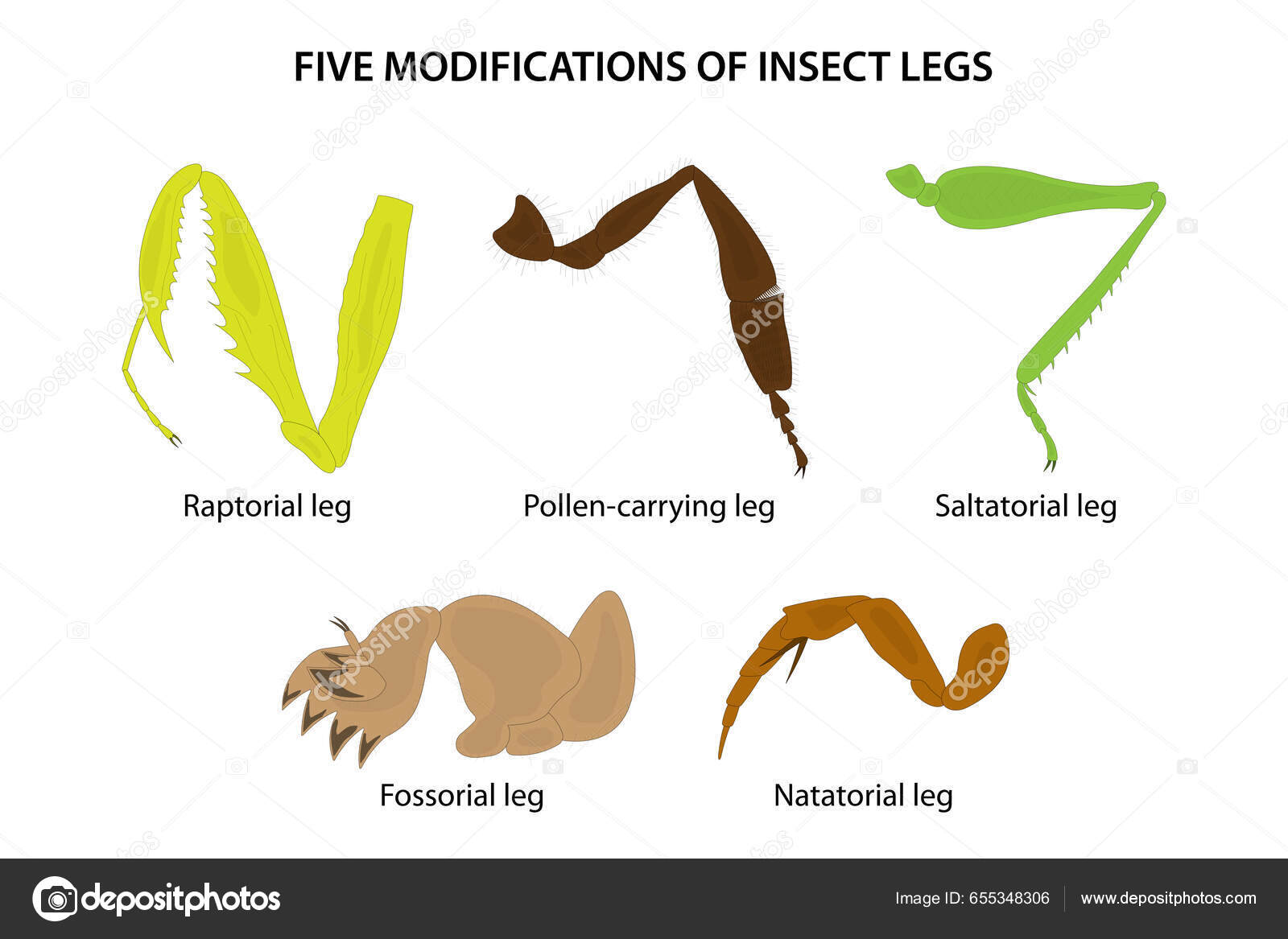 Cinq Modifications Des Pattes D'insectes — Illustration de stock par ...
