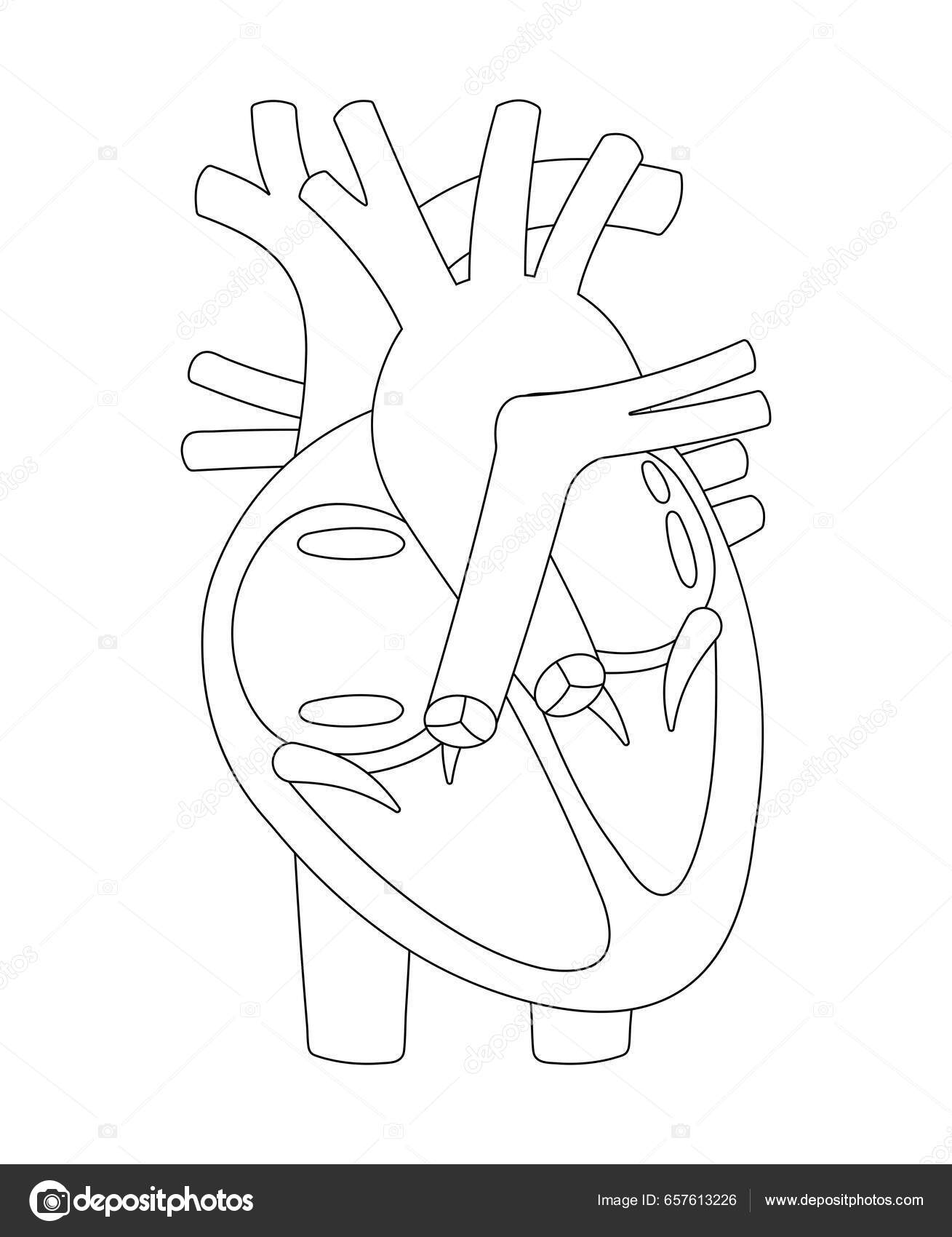 Struktura Lidského Srdce Černobílá Ilustrace Obrys Stock Vektor od ...