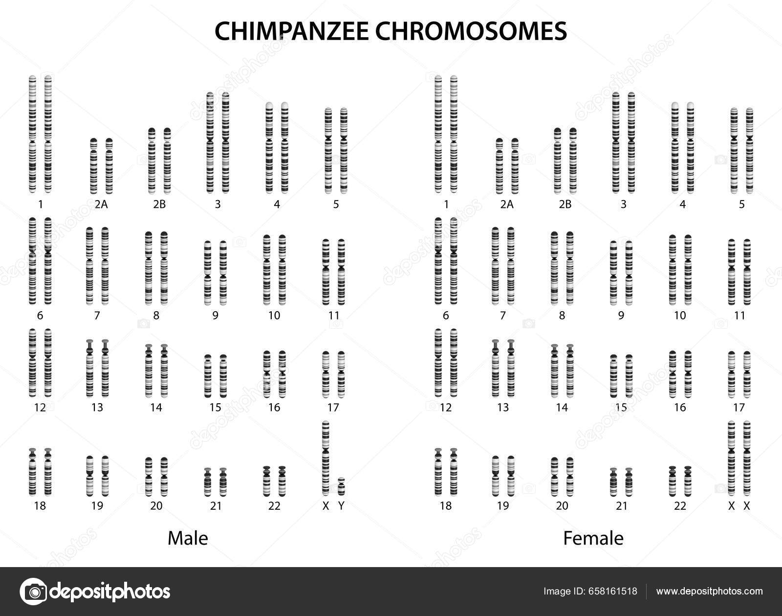 Genética Animal Cromosomas Chimpancé Cariotipo Chimpancé Vector de ...