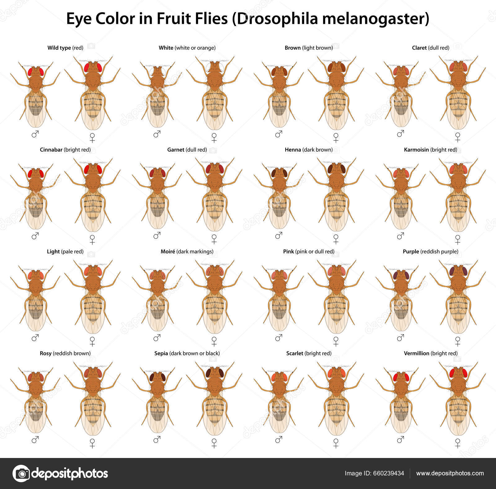 Color Ojos Moscas Fruta Drosophila Melanogaster — Foto de stock ...