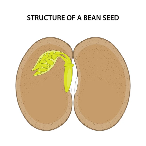 Bean Seedling Diagram