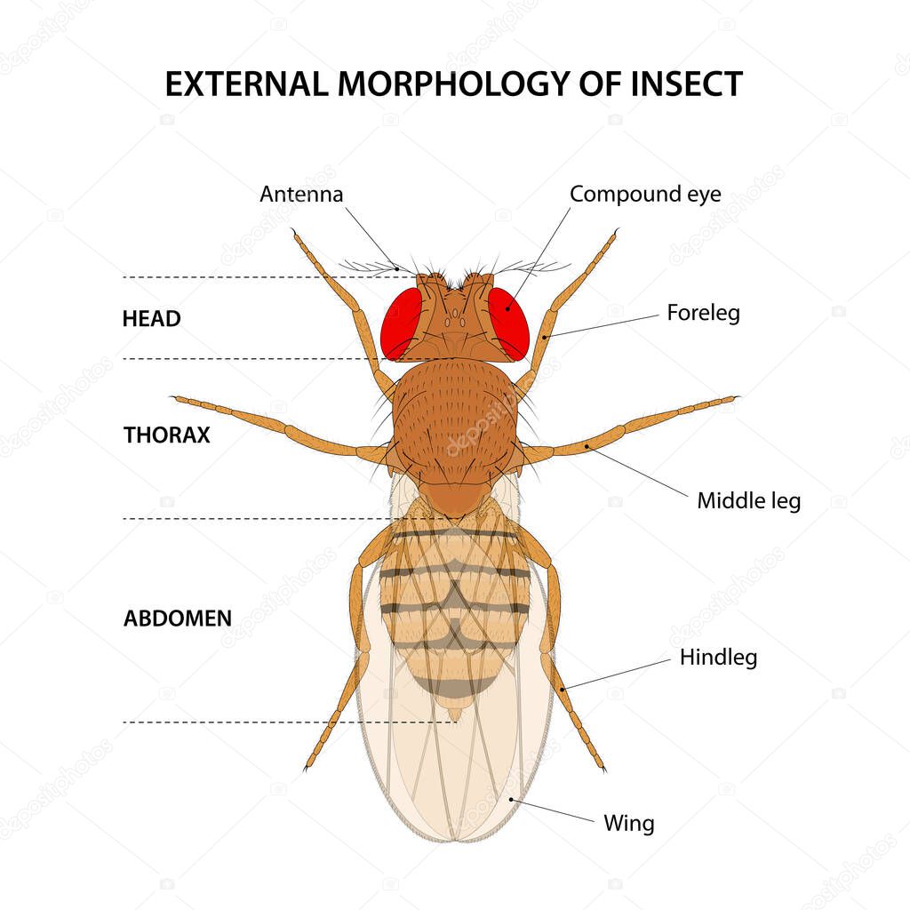 Morfología Externa Del Insecto Mosca Fruta — Foto de stock ...