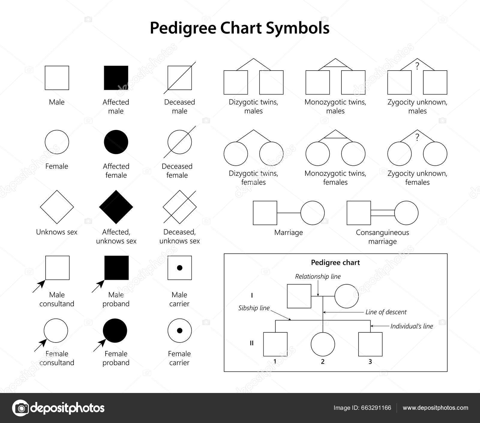 Genetic Genealogy Pedigree Chart Symbols Stock Vector by ©AStepBioMed ...