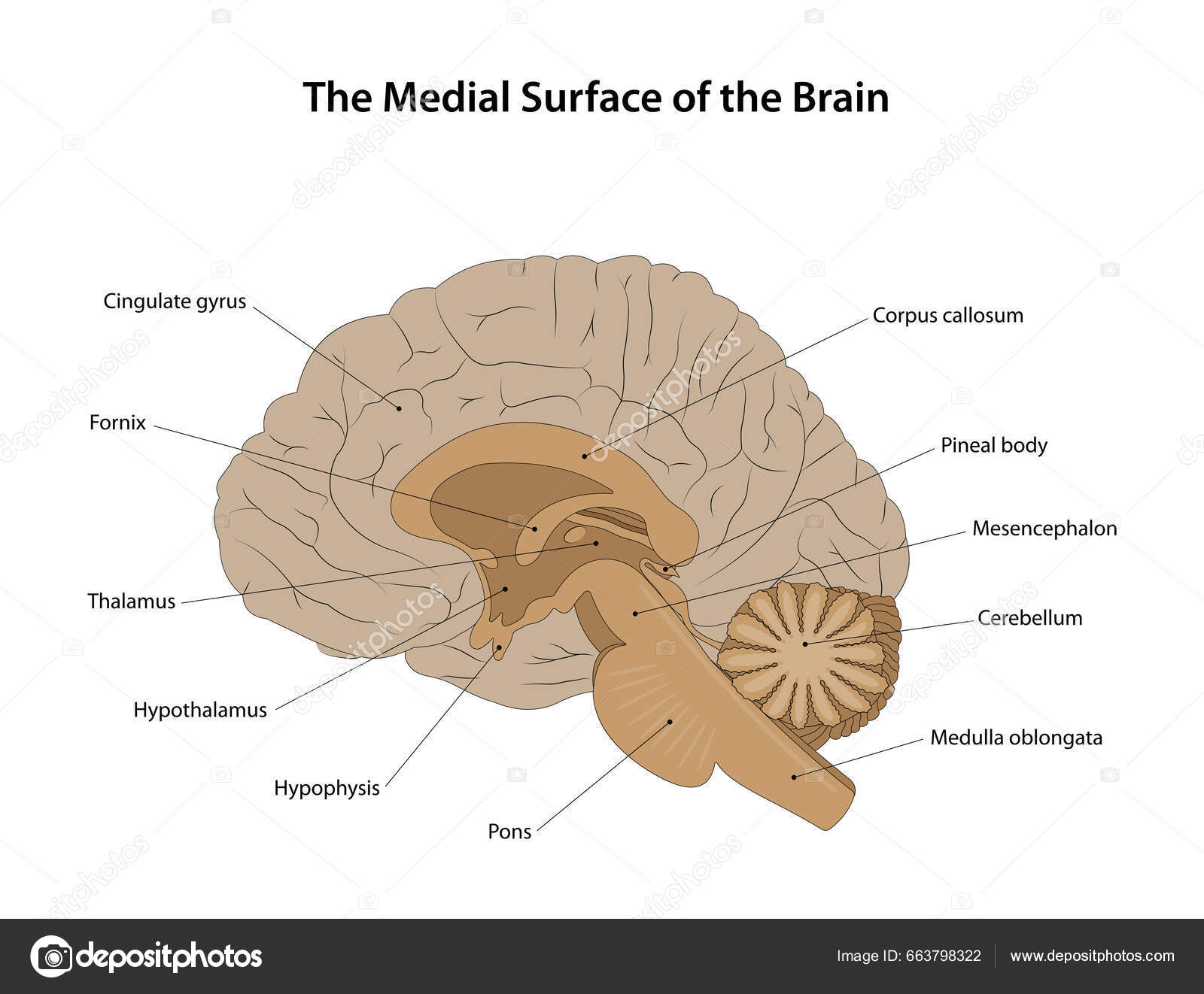 Diagrama Del Cerebro Etiquetado