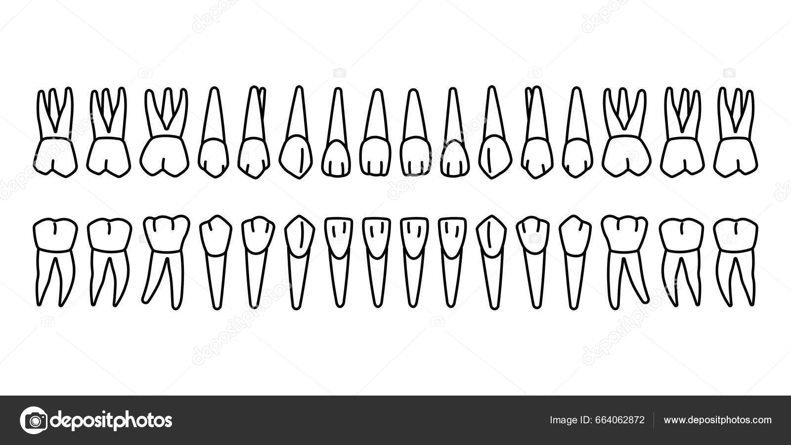 Esquema Dientes Permanentes Incisivos Caninos Premolares Molares — Foto ...