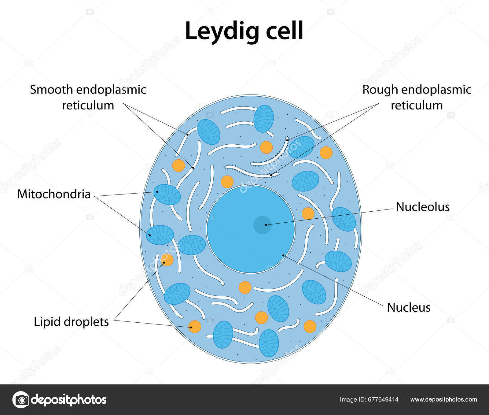 Leydig Cell Cell Testes Produce Testosterone Labelled Diagram Stock