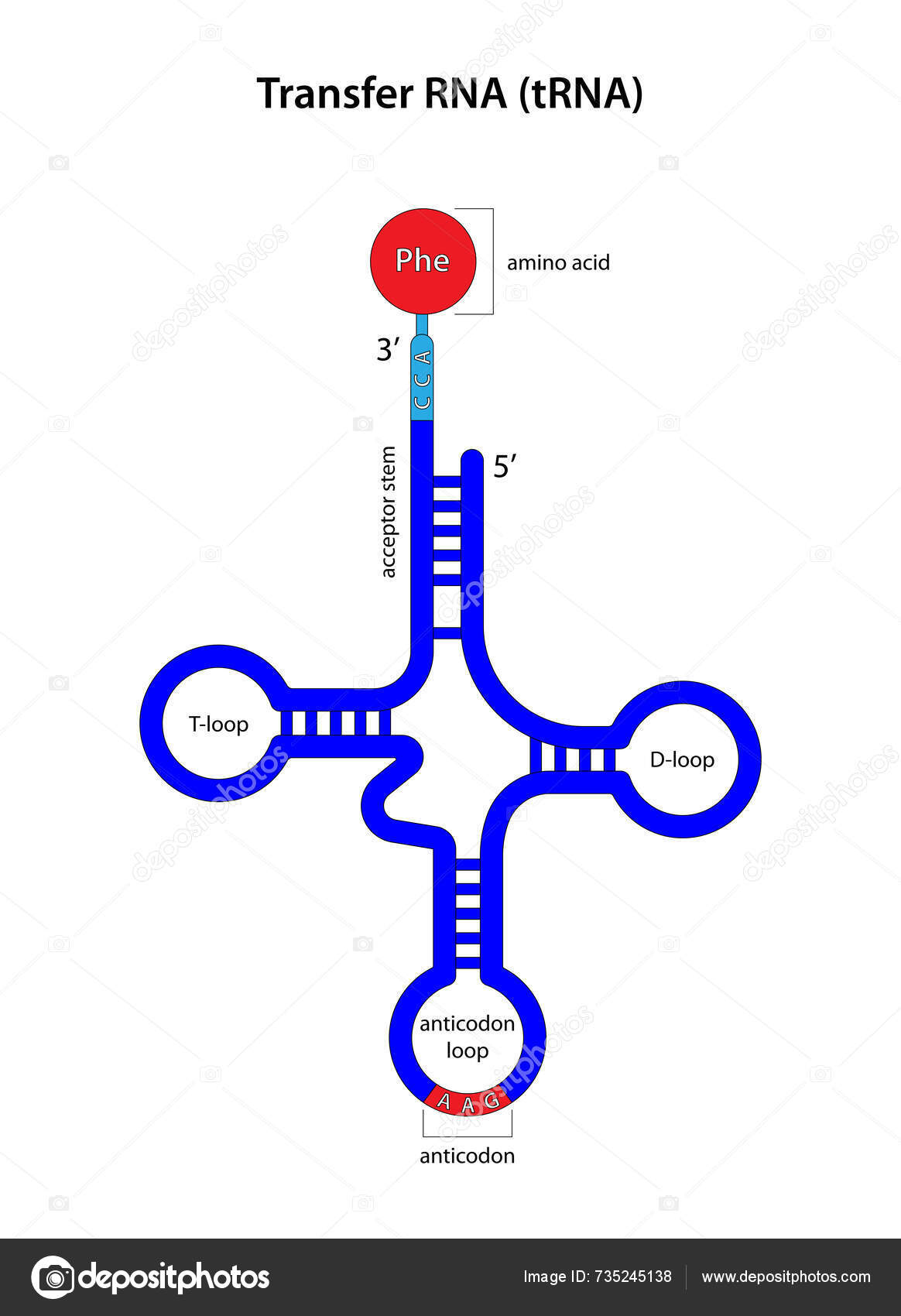 Transfer Rna Trna Amino Acid Attached — Stock Photo © AStepBioMed #735245138