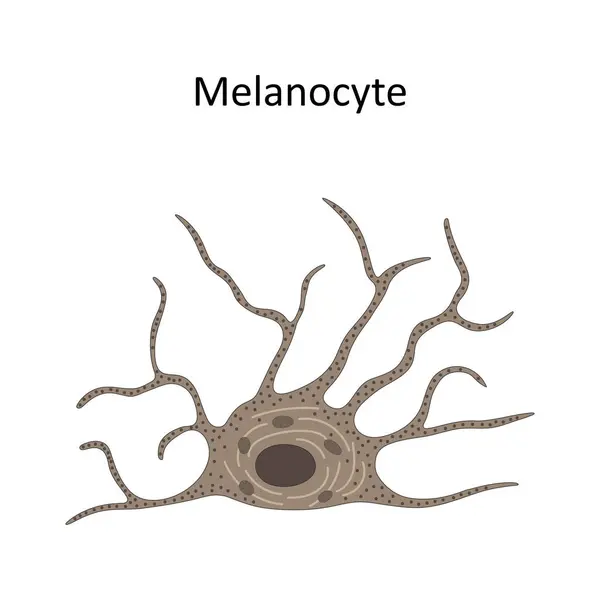 Melanocyte cells Vector Images | Depositphotos