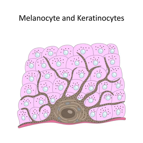 Melanocyte cells Vector Images | Depositphotos